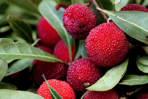 10 Exotic Asian fruits with power advantages we bet you know!